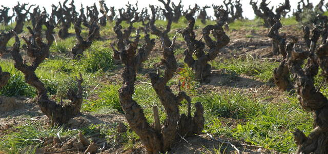 georges - Rouge - 2011 - Domaine Puig-Parahÿ